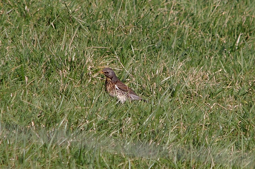 AVESANTURTZI: ZORZALES