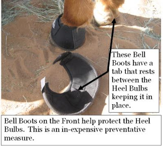 Functional Horsemanship: Horse Training – Overstepping or Overreaching