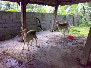 samfarm organics: RAISING sheep in the Philippines