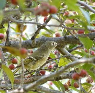 Into the Woods and Elsewhere: Birding Chicago: lakeside parks and the ...