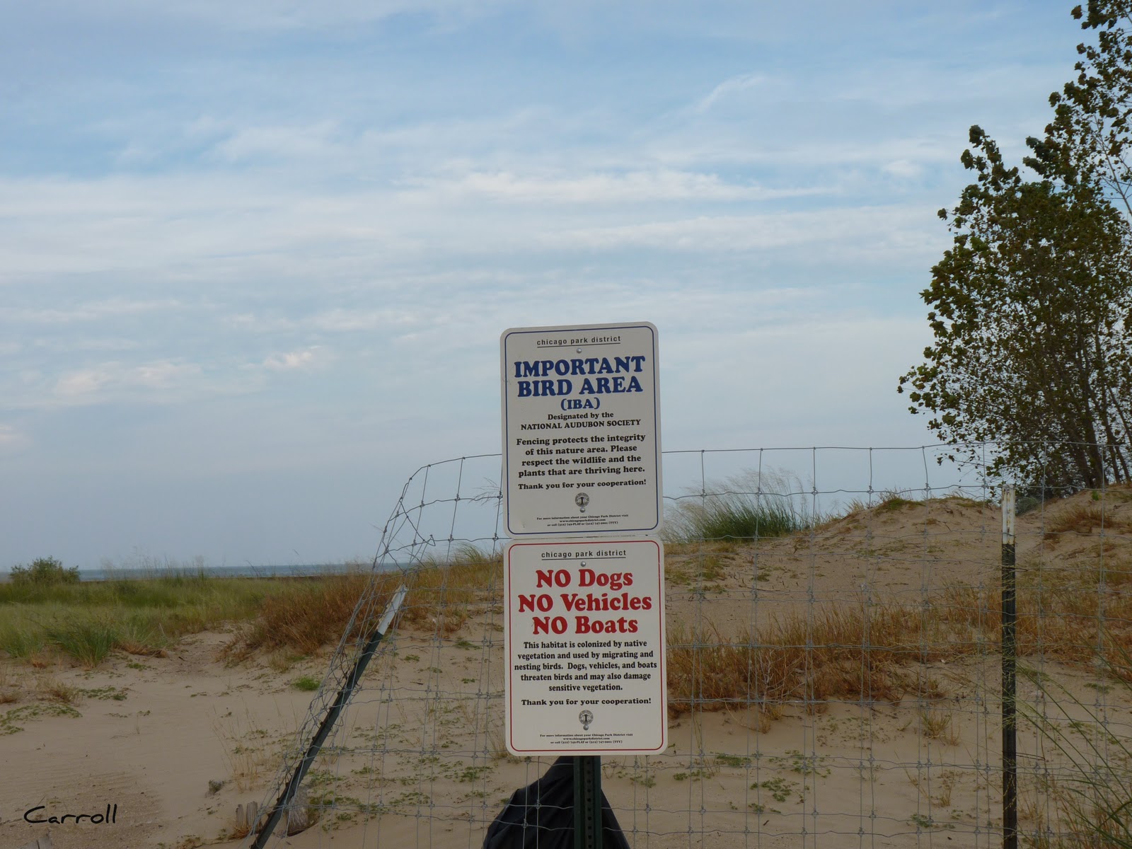 Into the Woods and Elsewhere: Birding Chicago: lakeside parks and the ...