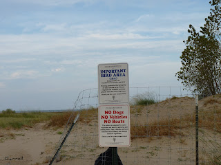 Into the Woods and Elsewhere: Birding Chicago: lakeside parks and the ...