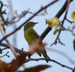 Into the Woods and Elsewhere: Birding Chicago: lakeside parks and the ...