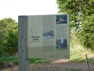 Into the Woods and Elsewhere: Birding Chicago: lakeside parks and the ...