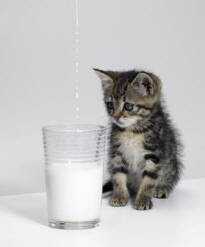 Cat RuleS: Milk for cat