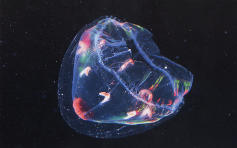 Despierta Tu Luz: Criaturas cósmicas debajo del agua: 8 increíbles ...