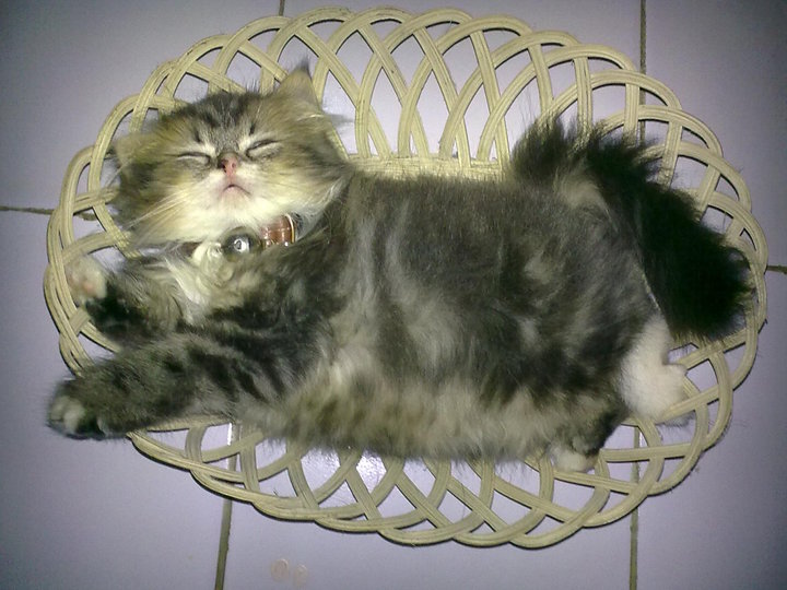 perawatan kucing angora
