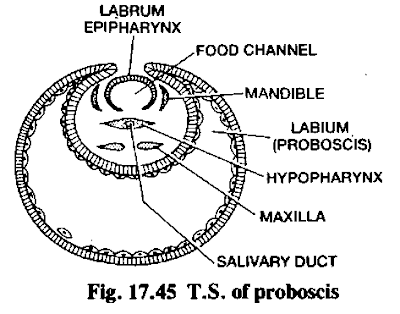 Protect Health.......Protect Life: Family culicidae(mosquitoes ...