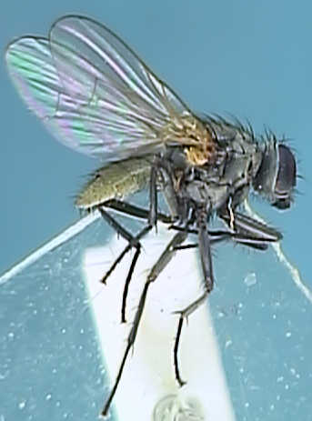 Protect Health.......Protect Life: Family Muscidae..Genus Hydrotaea ...