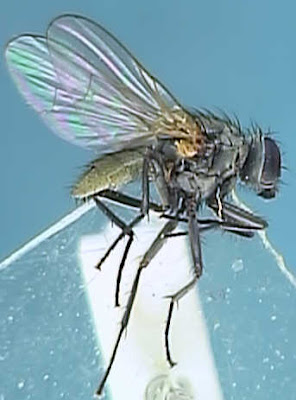 Protect Health.......Protect Life: Family Muscidae..Genus Hydrotaea ...