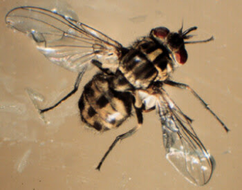 Protect Health.......Protect Life: Family Muscidae..Genus Stomoxy ...