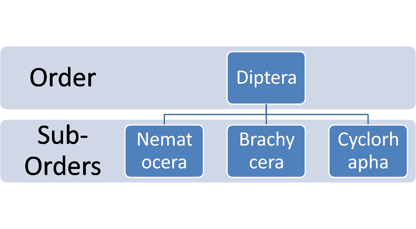 Protect Health.......Protect Life: Classification of Arthropods