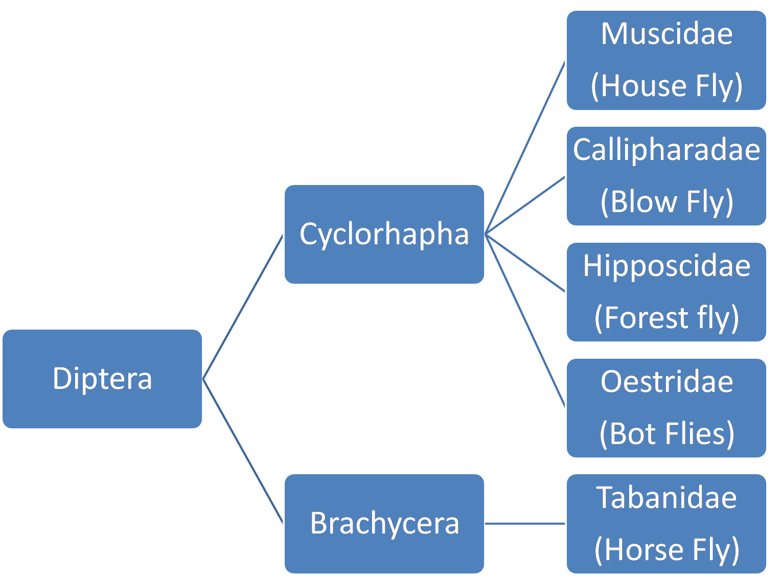 Protect Health.......Protect Life: Classification of Arthropods