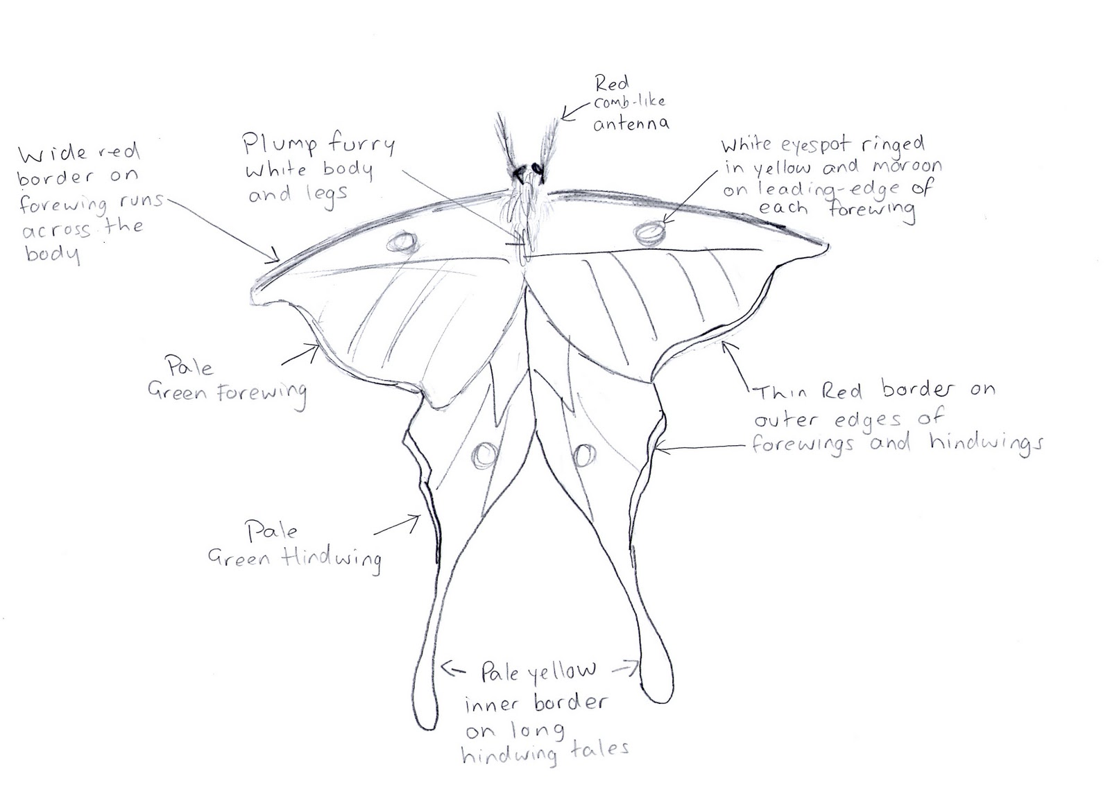 Conor's Blog: Lunar Moth Research - Anatomy Project