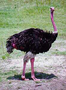 Solo Corrientes: EL ÑANDU