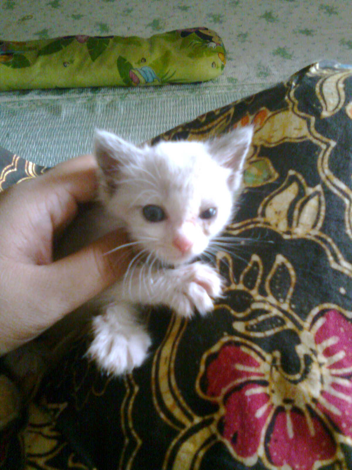 Gambar Kucing Nangis Imut