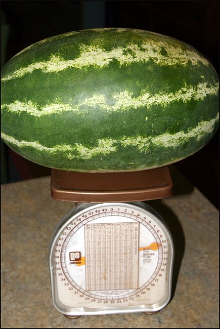 Suburban Sharecroppers: Watermelons!