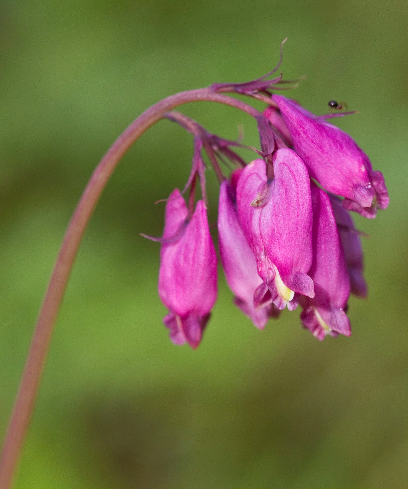 NWflora: Pacific Bleeding Heart, Dicentra formosa