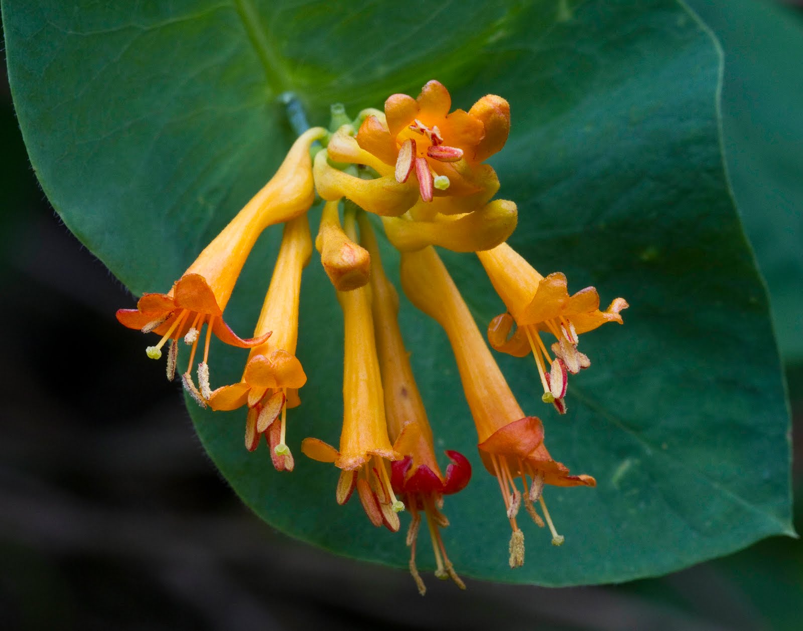 NWflora: Orange Honeysuckle, Lonicera ciliosa