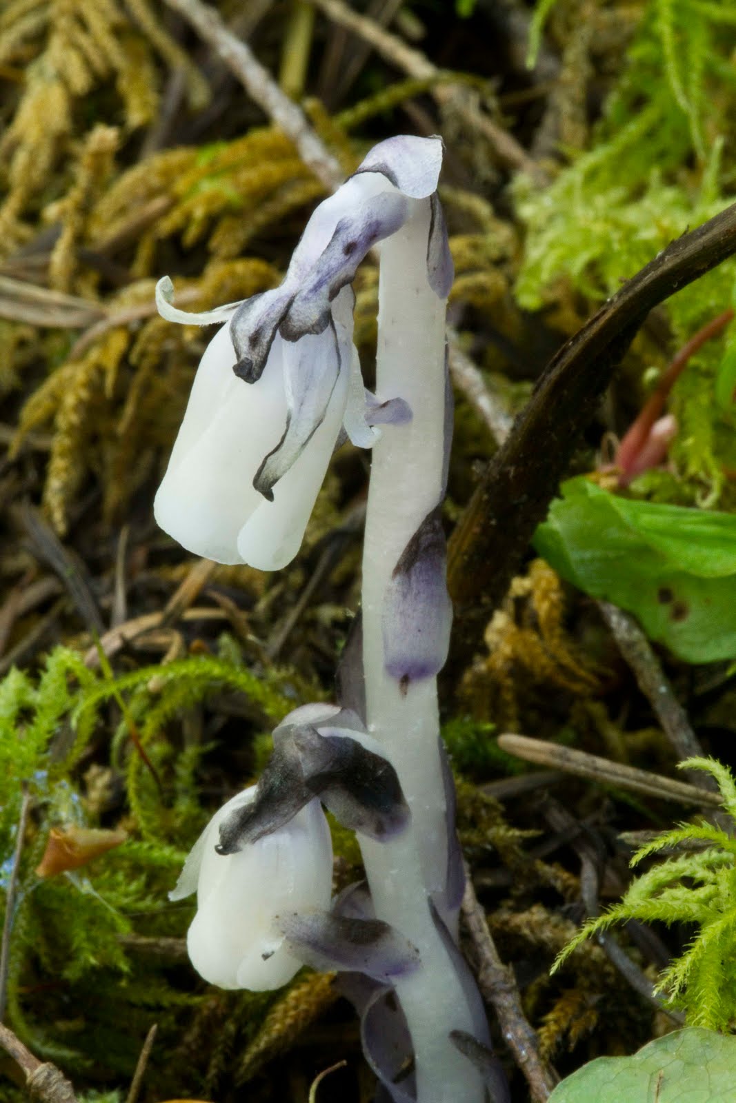 NWflora: Indian-Pipe, Monotropa uniflora