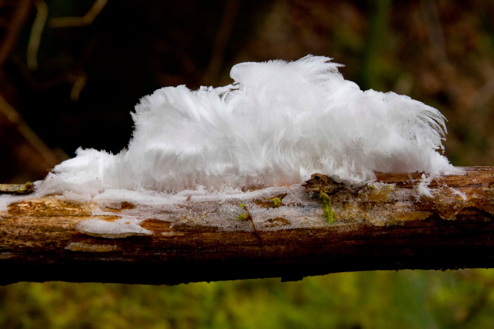 NWflora: Hair Ice, Haareis (German), Silk Frost, Frost Flower