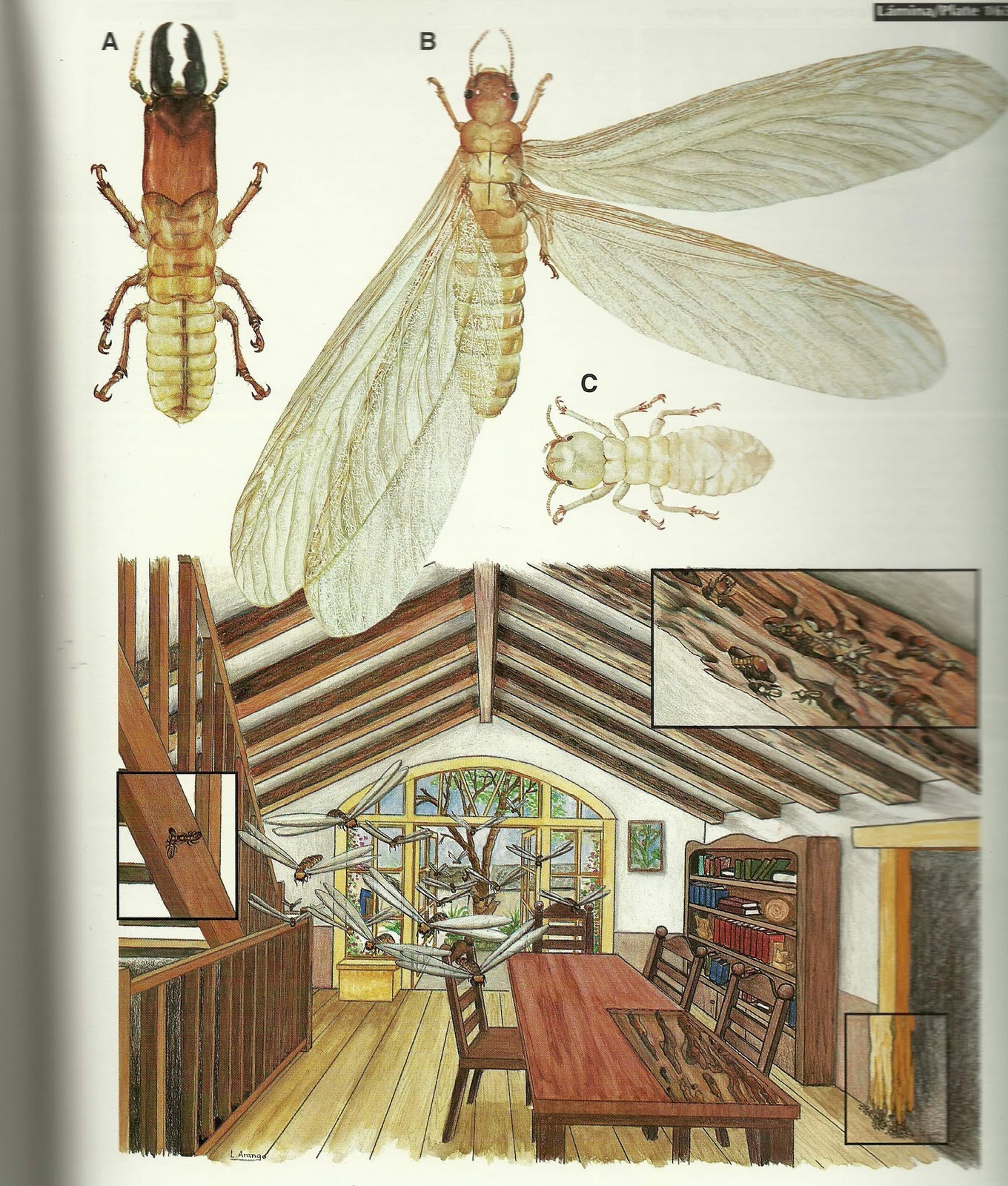 Entomologia Forestal: Insectos que se alimentan de la madera seca