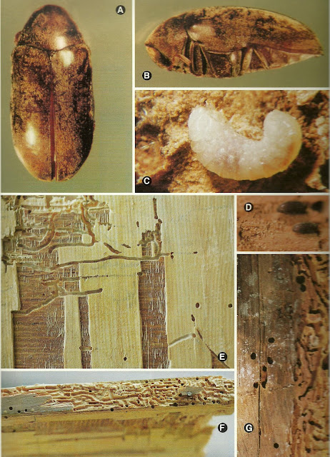 Entomologia Forestal: Insectos que se alimentan de la madera seca