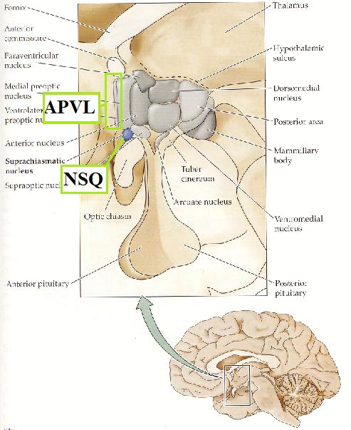 Psicología Fisiológica: Sueño y vigilia