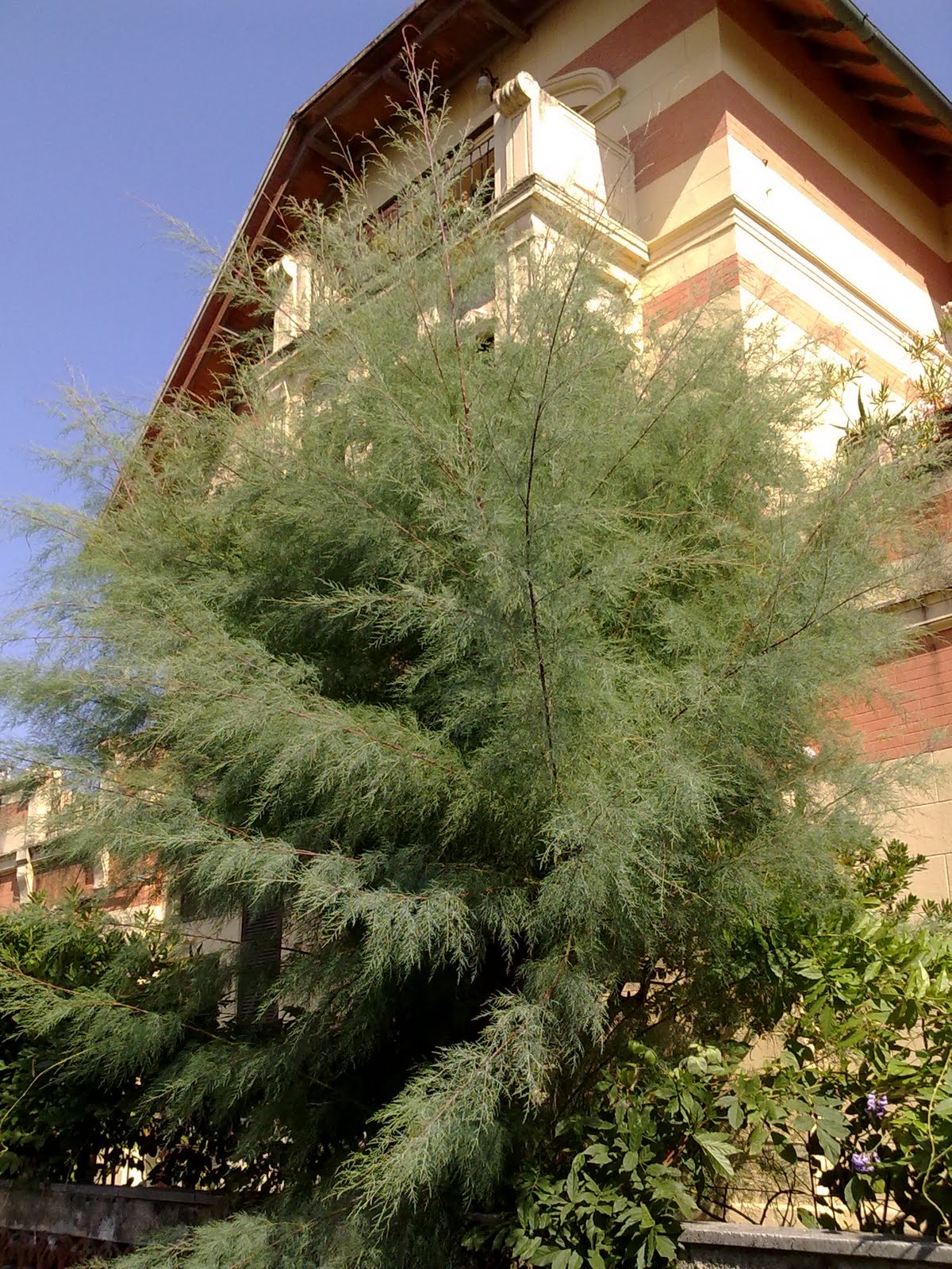 Tutti Pazzi Per Le Piante: Tamerice