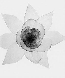 Radiblography: Radiography as Art