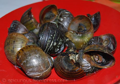 TERATAK SENJA: Siput Sawah (Kelemmoi)