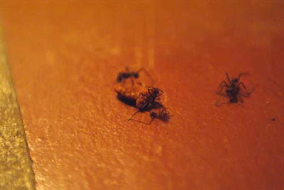 Now is Wow Too: February 2009