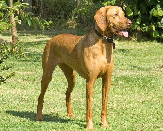 MIS PERROS!!!!!!!!!!!!!: VIZSLA