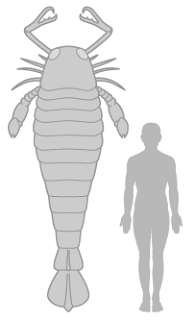 El rinconcillo de Onemen: Duelo prehistórico: Orthoceras vs euriptéridos