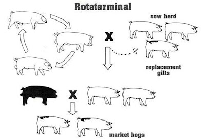 NEWS AND ARTICLE: Crossbreeding Systems