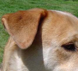 beauty pet: Caring for Your Dog’s Ears