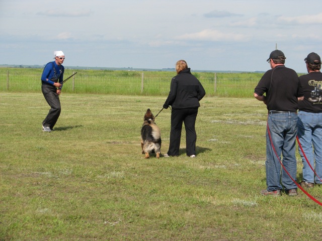More on the Ivan Balabanov Schutzhund Seminar including a new Tracking ...