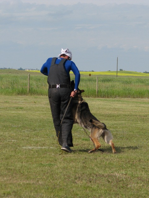 More on the Ivan Balabanov Schutzhund Seminar including a new Tracking ...
