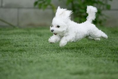 Cute Puppy Dogs Photos: Running Bouncing Puppy