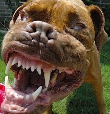 Funny Animal Photos: Really Mad Angry Dangerous Dog
