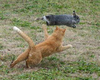 Funny Animal Photos: Funny Cat Chasing Bunny Rabbit