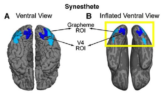 NeuroKuz: The neural basis of synesthesia