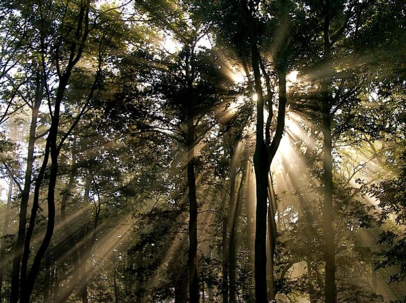 El Despertar de PACHA