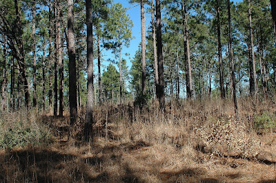 Home Range: East Texas Forests