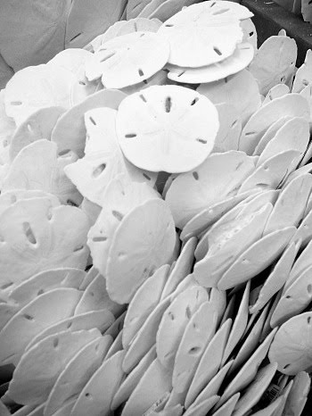 FOCAL POINT STYLING: KEY WEST: SHIPWRECKS SHELLS SQUARES & SUNSETS