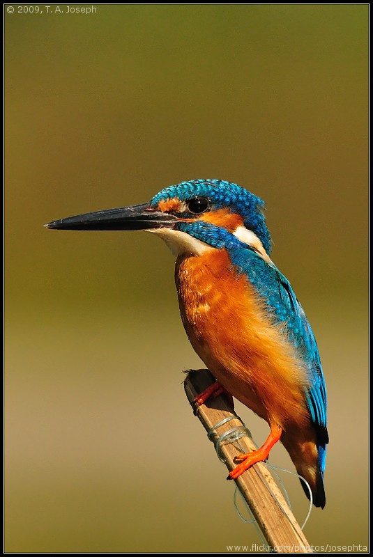 Wonderful Pictures (LENZ) : Part 15 : Indian Birds