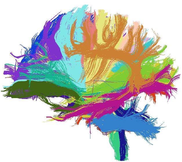 Physiology physics woven fine: The World of Tractography Where The ...