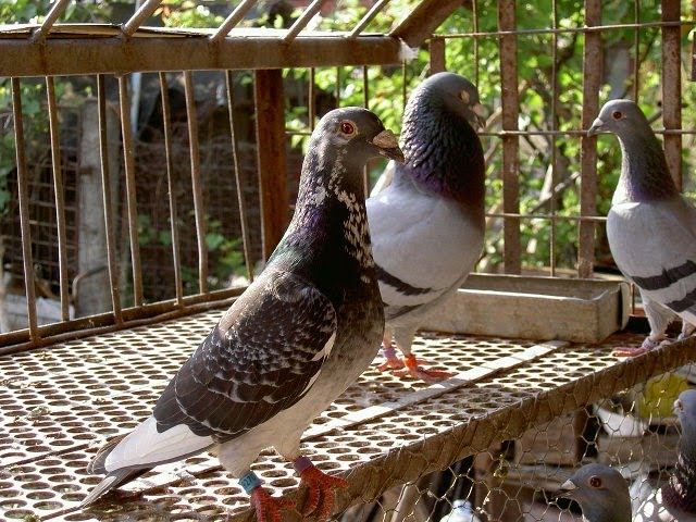 German Beauty Pigeons ~ Racing Pigeons for Sale | Homing Pigeons for ...