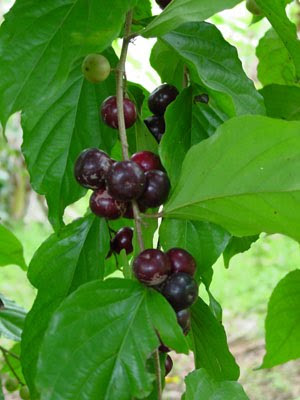 PENGAKAP SMK KUALA NERANG: Pokok Rukam - Flacourtia inermis
