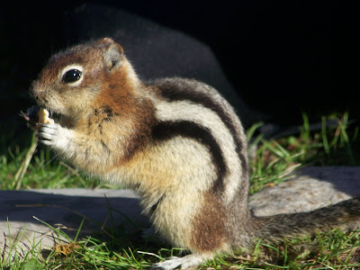 The Wild West: Ek Gilahri